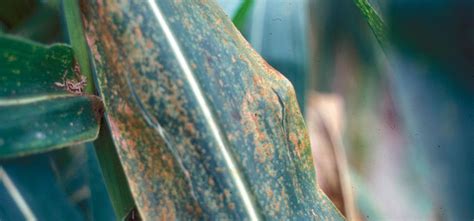 Image result for Common Rust