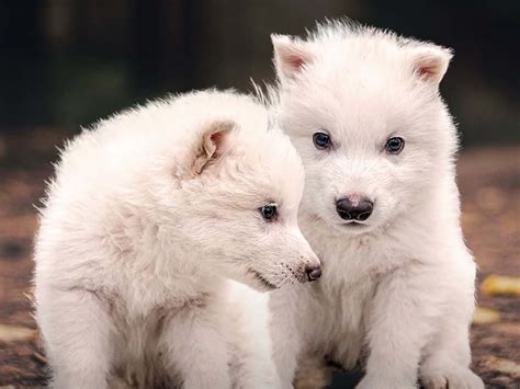 Image result for Extinct Wolves