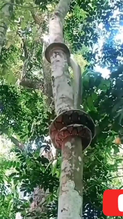 Image result for Python Climbing Kitchen Wall