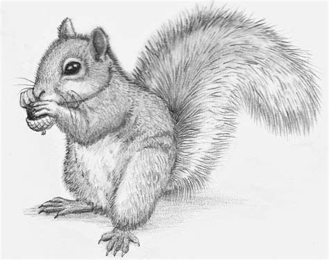 Image result for Squirrel Tutorial