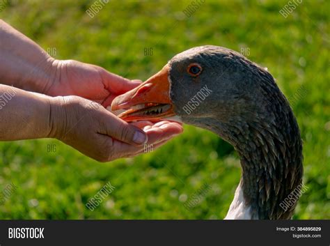 Image result for Python Eats Goose