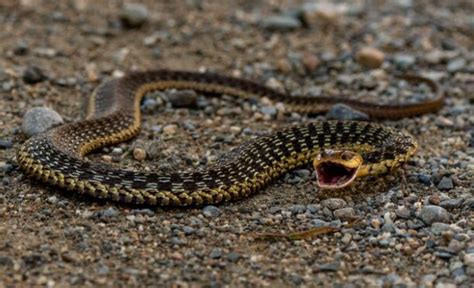 Image result for ASP Insect