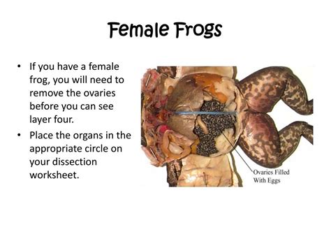Image result for Female Frog Dissection