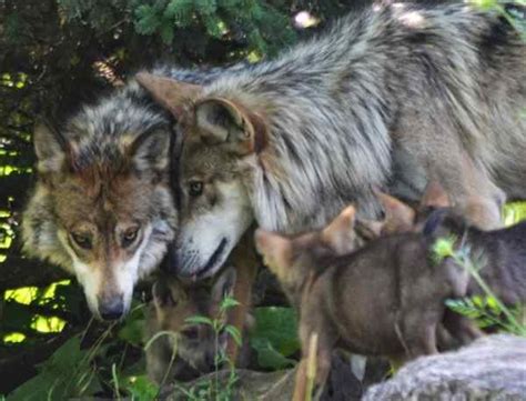 Image result for Grey Wolves Alaska
