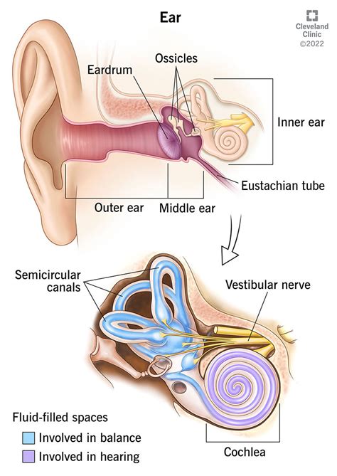 Image result for Ear Dissection Labeled