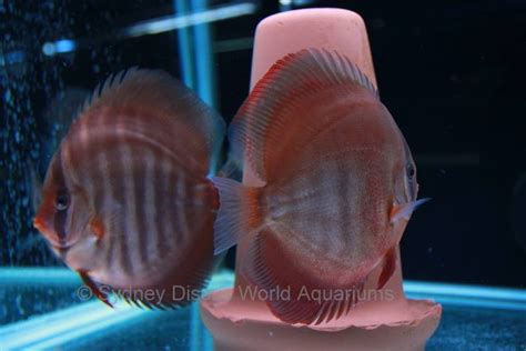 Image result for Red Coral Discus