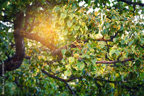 Image result for Pear Tree Leaf Rust