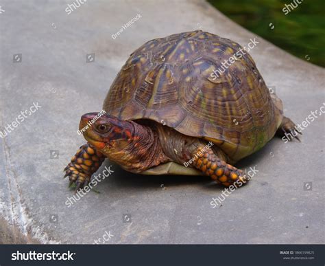 Image result for Orange Box Turtle