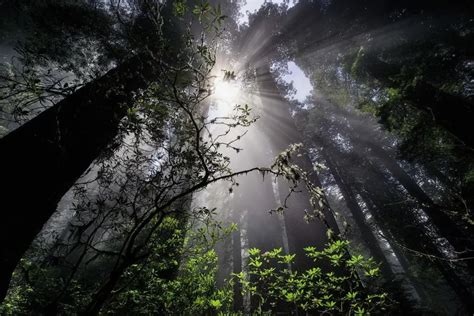 Image result for Shallow Depth of Field Photography Examples