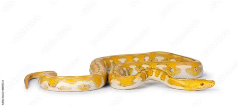 Image result for Reticulated Python Female