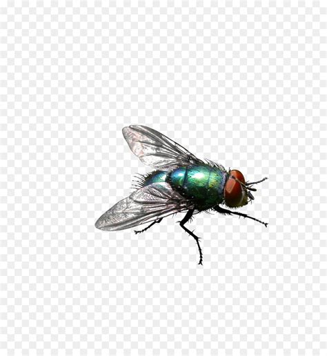 Image result for Fly Transparent Background