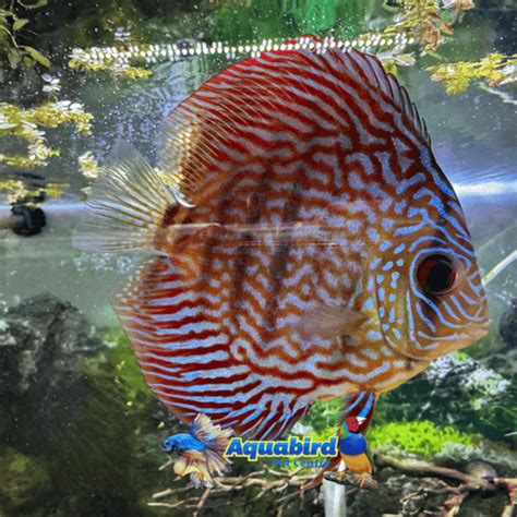Image result for Live Discus Fish