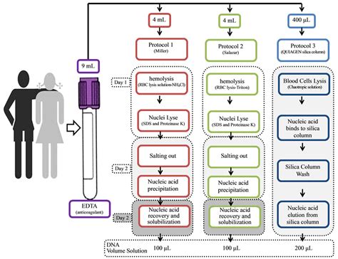 Image result for DNA Extraction Process On Plants