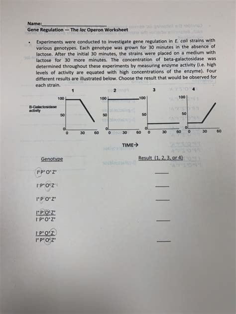 Image result for Lac Operon Worksheet