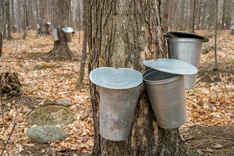 Image result for Maple Syrup Tree Leaf