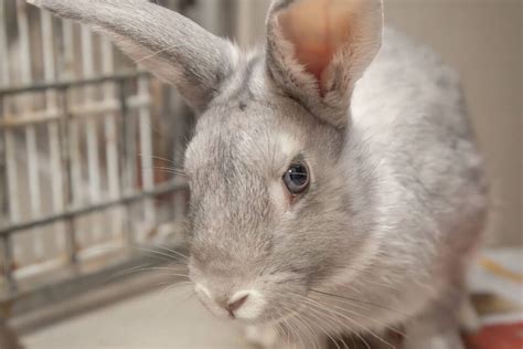 Image result for Rabbit Predators