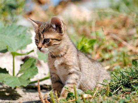 Cara Paling Ampuh Menyembuhkan Kucing Diare - Kesan Cirit Birit