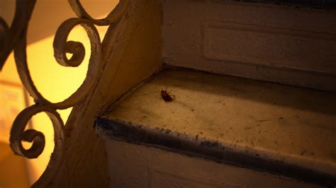 Image result for NYC Cockroach