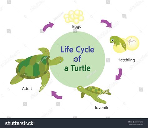 Image result for Turtle Life Cycle