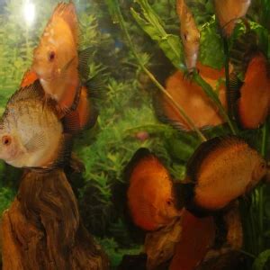 Image result for Symphysodon Discus