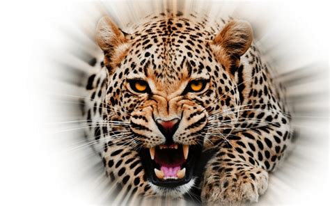 8,844 Angry Leopard Face Images, Stock Photos, 3D objects, & Vectors ...