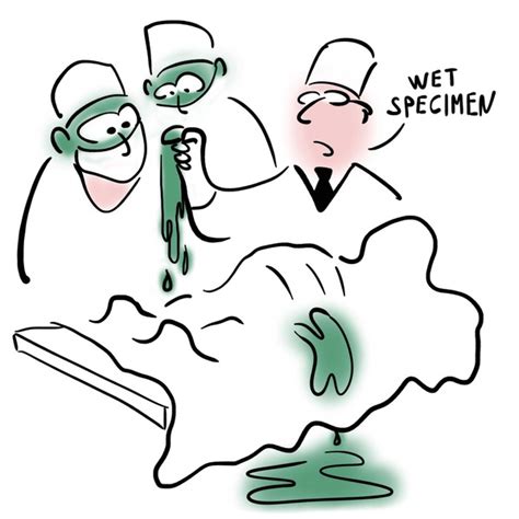 Image result for Dissection Cartoon