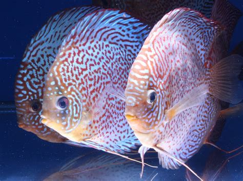 Image result for Red Coral Discus