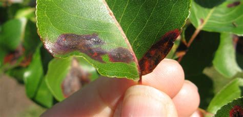 Image result for Pear Tree Rust Treatment