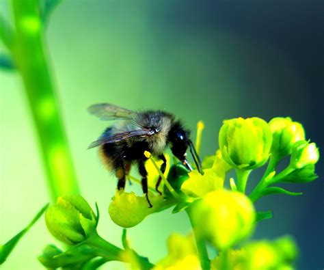 Image result for Using Macro Extension Tubes