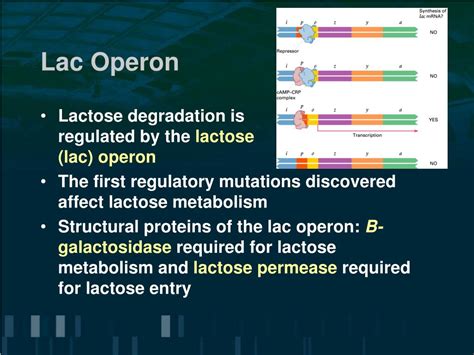 PPT - Molecular Mechanisms of Gene Regulation PowerPoint Presentation ...