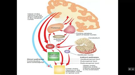 Image result for Extrapyramidal Types