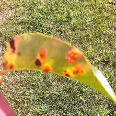 Image result for Asian Pear Rust