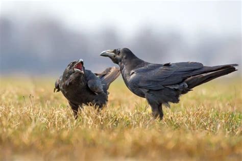 Image result for Ravens Behavior