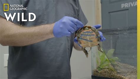 Image result for Break the Turtle Shell