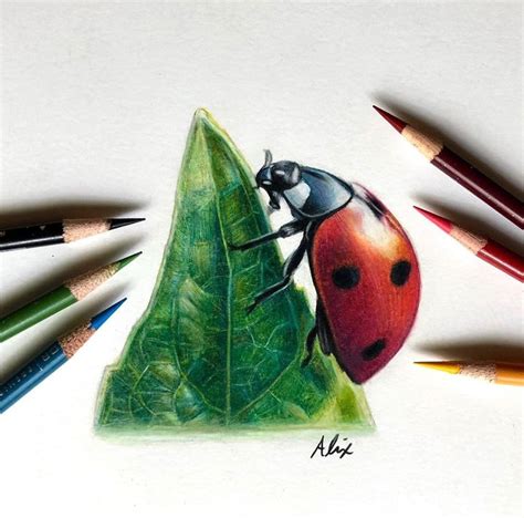 Image result for Ladybug Pencil Color