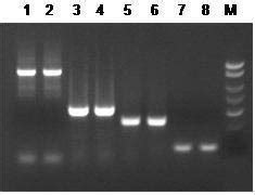 Image result for RT-PCR Master Mix