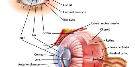 Image result for Eye Anatomy Function