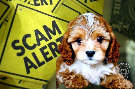 Image result for Cavapoo Grooming