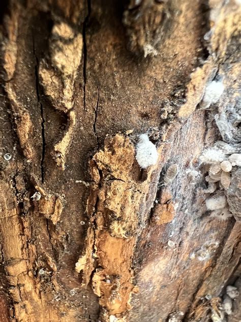 Image result for Ash Tree Bug