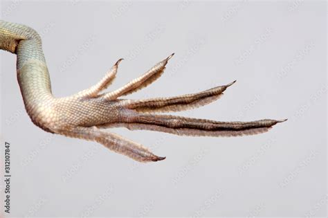 Image result for Lizard Feet