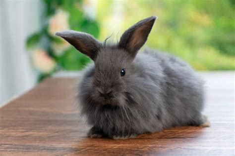 Image result for Rabbit Squeaking