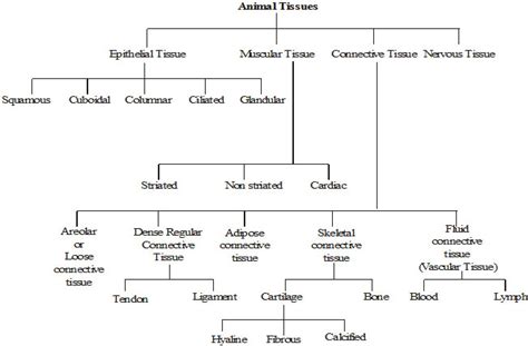 Image result for Class 9 Science Chapter Tissue