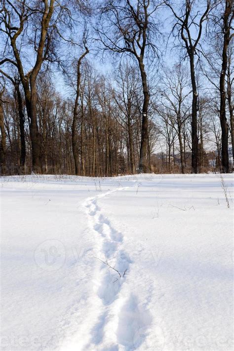 Image result for Snow Path Minecraft