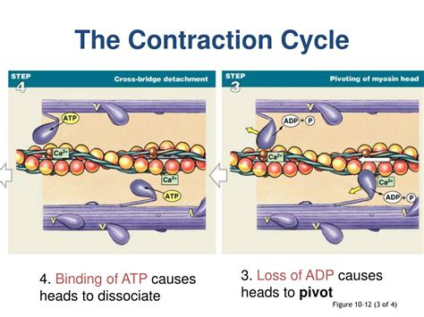 Image result for Muscle Contraction Cycle