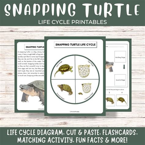 Image result for Snapping Turtle Life Cycle