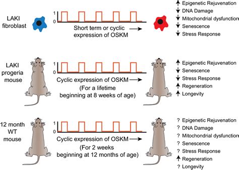 Image result for Senescence Reprogramming