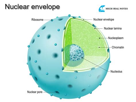 Image result for Nuclear Envelope Function