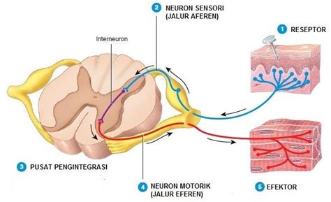 Image result for Reflex Animation