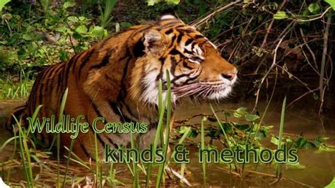 Image result for Breed Method for Counting Totacal Count How Counting Is Done