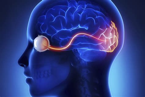 Image result for Visual Cortex Dysfunction